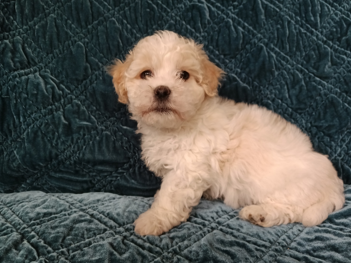 Pets and Animals | AJC Classifieds