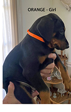 Pets and Animals | AJC Classifieds