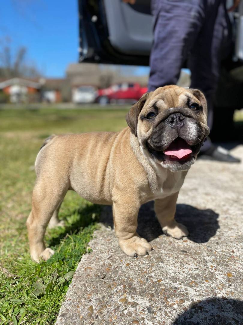 Pets and Animals | AJC Classifieds