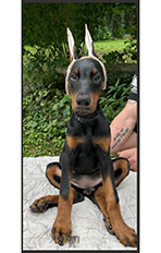 Pets and Animals | AJC Classifieds