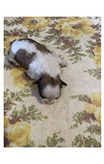 Ad #819958 | Pets and Animals | AJC Classifieds