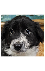 Ad #821156 | Pets and Animals | AJC Classifieds