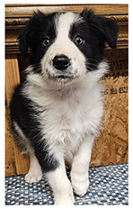 Ad #821156 | Pets and Animals | AJC Classifieds