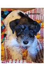 Ad #833331 | Pets and Animals | AJC Classifieds