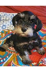 Ad #833331 | Pets and Animals | AJC Classifieds