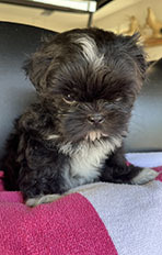 Ad #834200 | Pets and Animals | AJC Classifieds