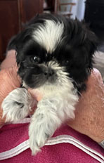 Ad #834200 | Pets and Animals | AJC Classifieds