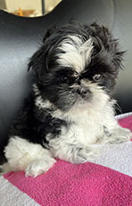 Ad #834200 | Pets and Animals | AJC Classifieds