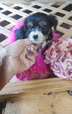 Ad #848373 | Pets and Animals | AJC Classifieds