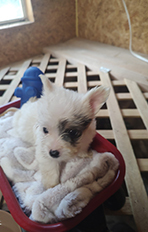 Ad #848373 | Pets and Animals | AJC Classifieds